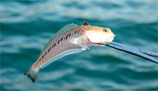 Steek van de pieterman | H&W