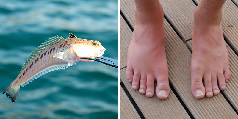 Steek van de pieterman | H&W