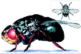 Zwelling Van De Steek Van Een Horzel Eerste Hulp Bij Insecten: Zo