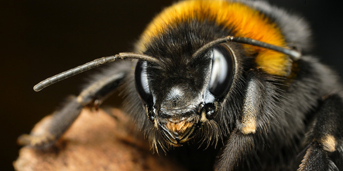 Steek van bij, wesp of hommel | H&W